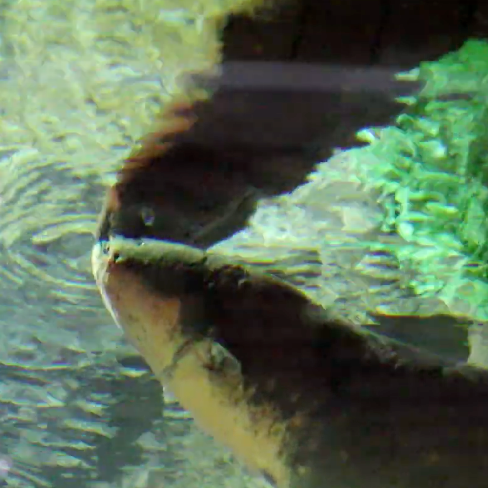 ZAP! Neon Mfg. produces world's first Electric Eel powered LED neon si